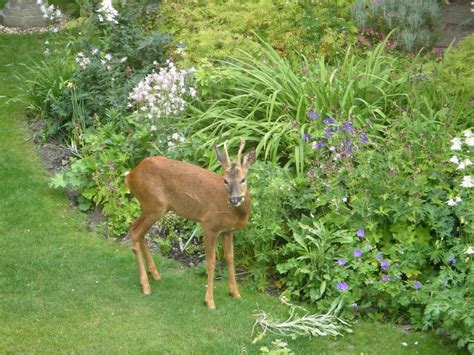 Deer Resistant Gardens