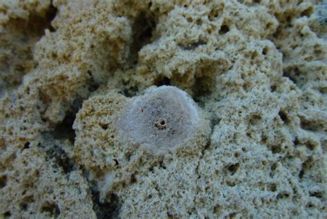 Free Picture Fossil Root Limestone