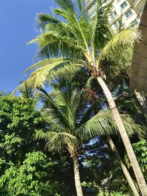 海南旅游攻略自由行 嗨游