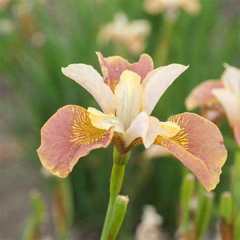 Buy Iris Sibirica Drink Your Tea Siberian Flag Sarah Raven
