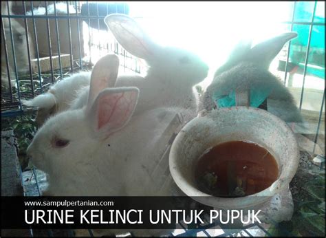 Makalah Unsur Hara Makro Dan Mikro