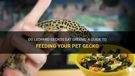 Do Leopard Geckos Eat Greens: A Guide To Feeding Your Pet Gecko | PetShun