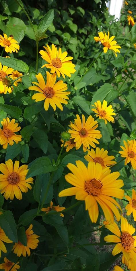 Adey Abeba Flower Wallpaper