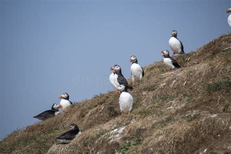 Landscape Of Many Puffins Sitting On Grassy Cliff In Grimsey Island