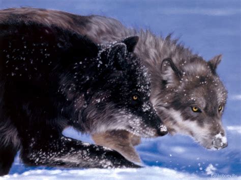 TÓTEM El espíritu de los animales TÓTEM El espíritu de los animales