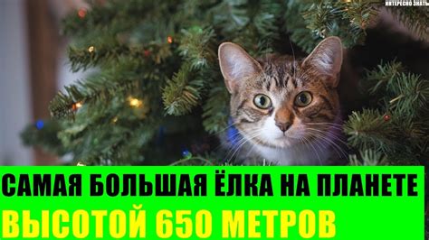Самая большая ёлка на всей планете Youtube