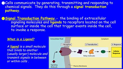 Solution 2022 23 Ap Biology Signal Transduction Pathway Studypool