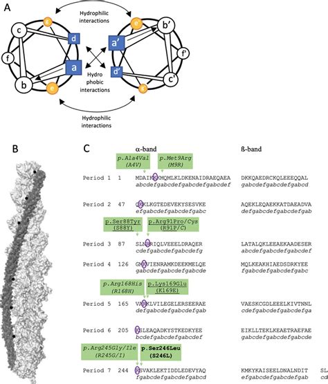 What Is An Alpha Helical Coiled Coil At Terri Greaves Blog