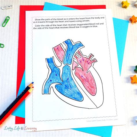 Circulatory System Coloring Pages Top 10 Anatomy Coloring Pages For