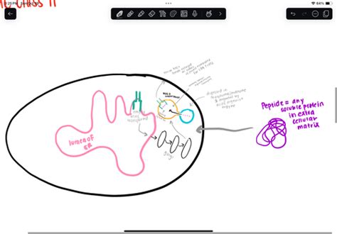 MHC Class II Flashcards Quizlet