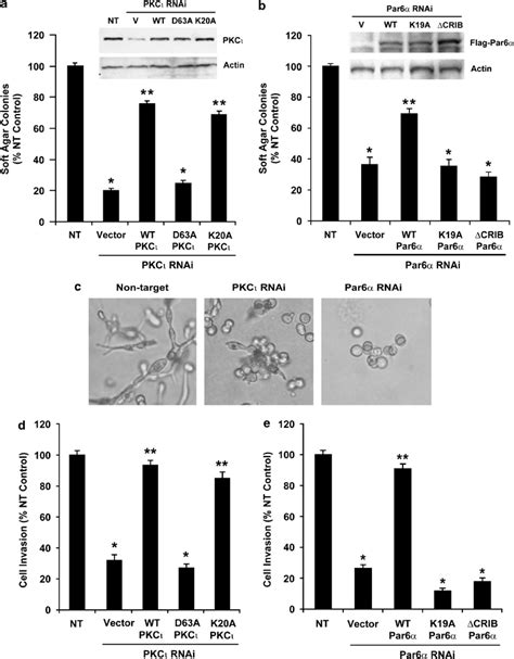 Pb1 Pb1 Domain Interaction Between Protein Kinase C Pkc And Par6 Is