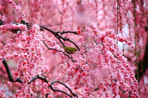 メジロと梅の花 華やかに乱れ咲く梅の城南宮 梅の花 花 梅の木