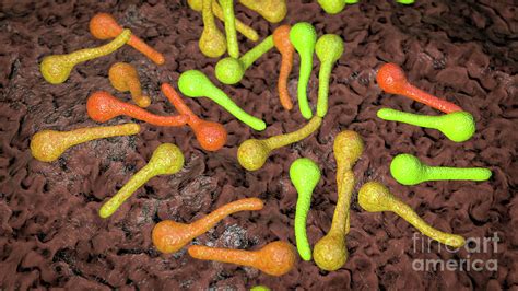 Tetanus Bacteria Photograph By Kateryna Kon Science Photo Library Pixels