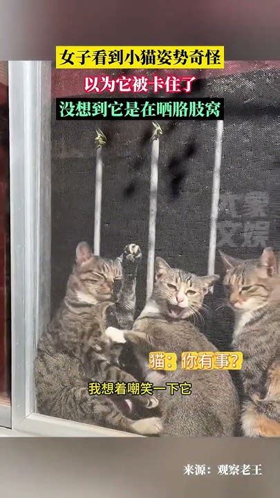 女子看到小貓姿勢奇怪以為它被卡住了，沒想到它是在曬胳肢窩 Youtube