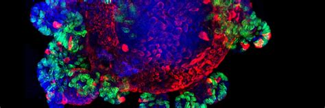 Intestinal Tissue Engineering Crick