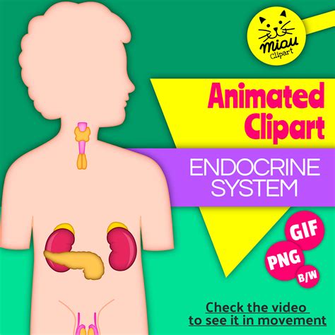 Endocrine System Clipart Human Body Graphics Animated  Png