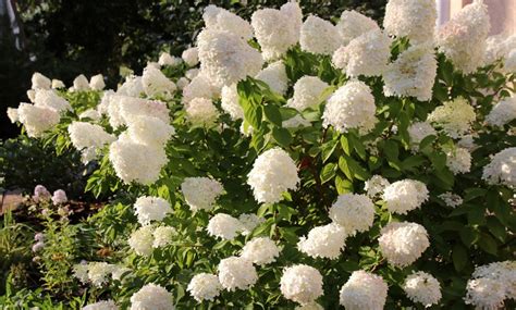 Hydrangea Paniculata Selection 1 2 Or 3 Potted Plants Groupon Goods