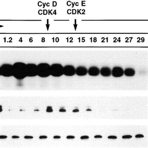 Activation Of Jnk And Erk During The G1 Phase Of The Cell Cycle In