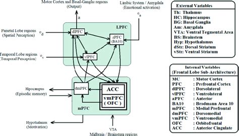 Computational Architecture Of Prefrontal Cortex Pfc Download