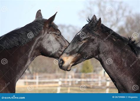 Twee Het Zwarte Paarden Spelen Stock Foto Image Of Paar Ruin 26739884