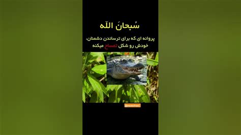 سبحان الله میم میمهایباحال خندارترین خندانندهشو میمایرانی میم