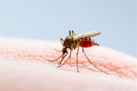 Quel Est Le Traitement De La Leishmaniose Du Chien