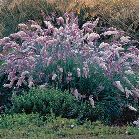 Ruby Ribbons Switch Grass Fine Gardening