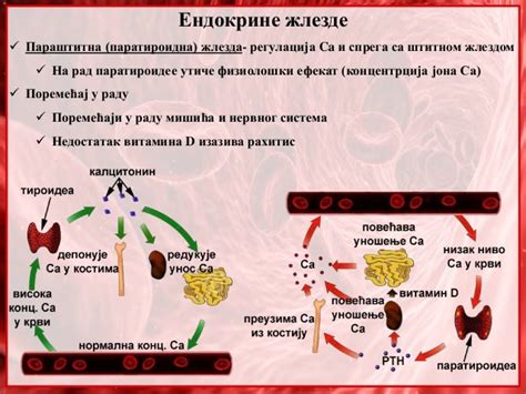 32 Endokrine Zlezde Humoralna Regulacija