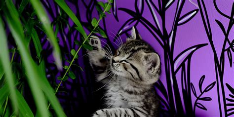 Can Kittens Have Catnip Meet Kitty Kush