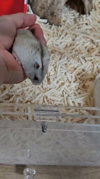 햄스터 핸들링 마스터 귀여움 귀여움주의 드워프햄스터 심장폭행 애기 천사 푸딩햄스터 햄스터 햄찌 Youtube