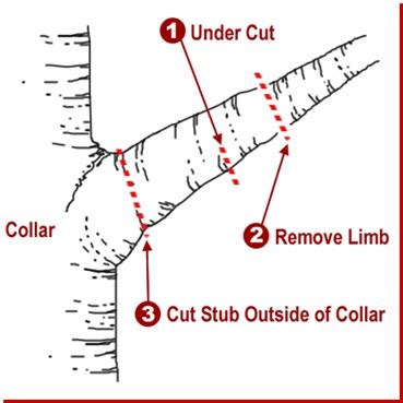 How To Remove A Tree Branch Tips And Tools