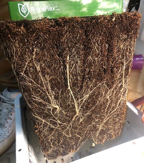 Rate My Roots R Rootedporn