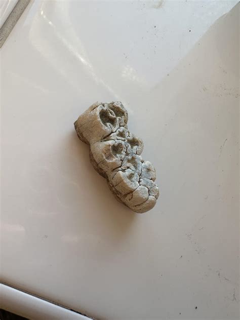 Found In West Virginia Surrounded By Some Neat Fern Fossils About 6 7