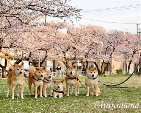 Linnmamaさんのインスタグラム写真 Linnmamainstagram「6柴でお花見🌸したよ😍〜①今日、次朗と龍之介が遊びにきて