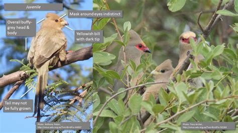 Red Faced Mousebird Urocolius Indicus Bdi