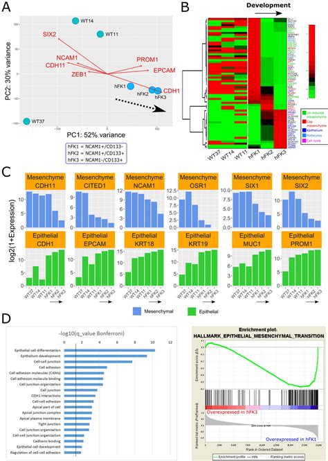 Rna Sequencing Identifies A Set Of Genes That Are Differentially
