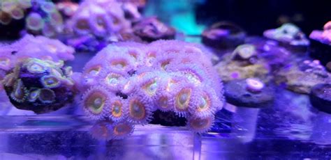 Bleached Zoas After Tank Crash Recovery Time Reef2reef Saltwater And Reef Aquarium Forum
