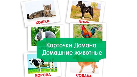 Картинки ДОМАШНИЕ ЖИВОТНЫЕ для детей карточки Домана часть 1 Youtube
