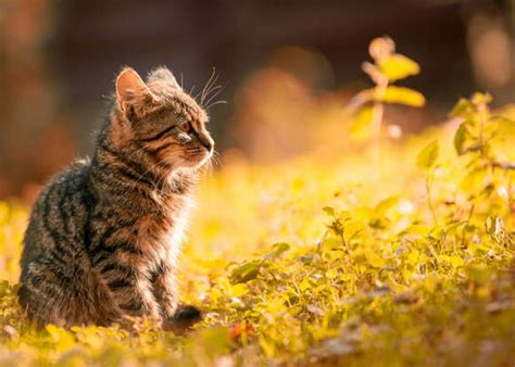 6 Wild Cat Species That Have Been Rediscovered After Thought To Be Extinct