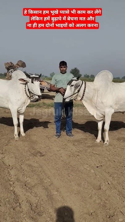 राम लखन बैलों की सबसे सुंदर जोट👌किसान को करवाते हैं लाखों की कमाई💲