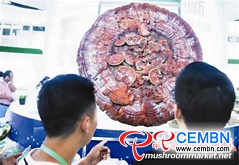 Comprehensive Utilization Of Straw Yields Giant Ganoderma
