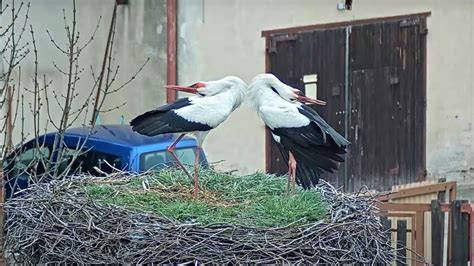 Čápi Žichlínek - přílet Pepiny za Pepinem do Žichlínku - YouTube