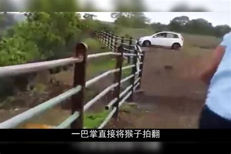猴子把人们惹毛直接被扔进巨蜥池连反抗都来不及 惹毛 人们 猴子