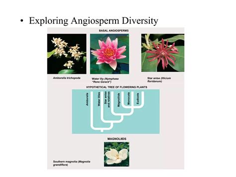 Angiosperms Ppt