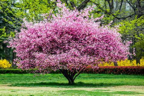 Ornamental Trees