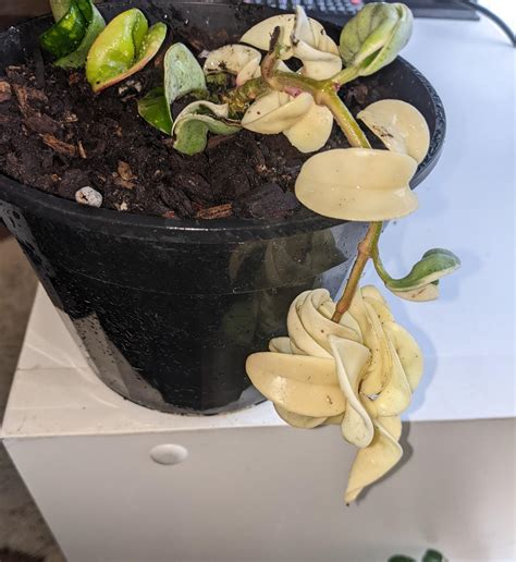 Any Way To Stop This Hindu Rope Plant From Reverting R Plants