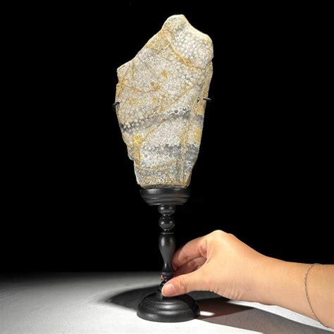No Reserve Price Beautiful Coral Fossils Freeform On A Custom Stand