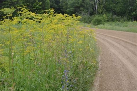 Wild Parsnip Burns Worse Than Poison Ivy Hg Wild Parsnip Burns Worse Than Poison Ivy Hg