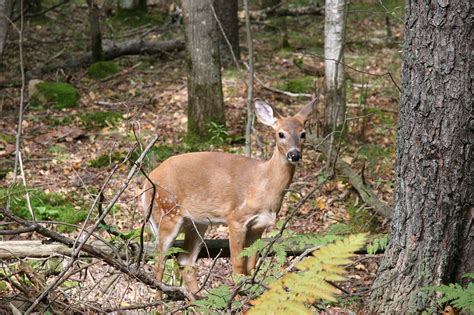 Dnr Confirms Cwd In Wood County Wild Deer Renews Baiting And Feeding