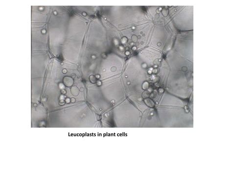 Plastids Ppt